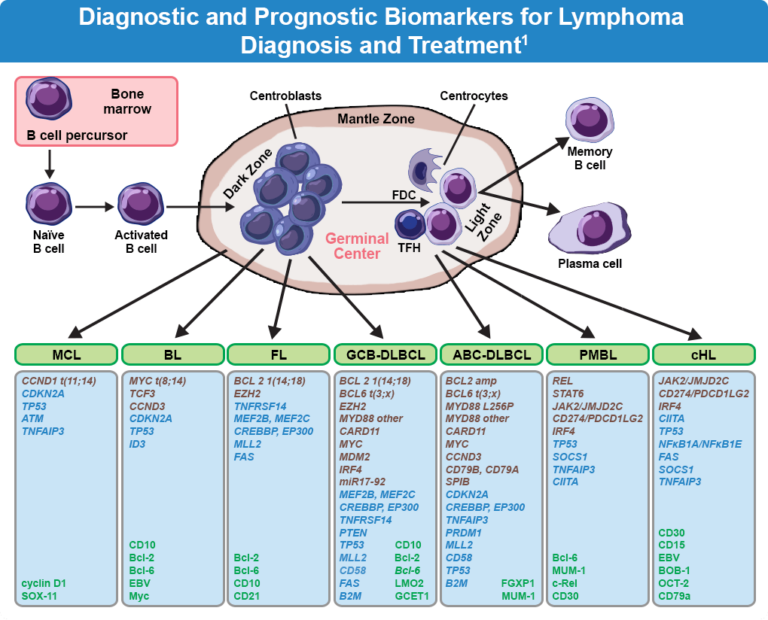 Pathogenesis – NHL Strive